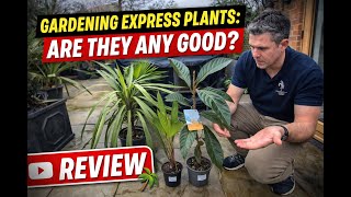 Are Gardening Express Plants Any Good?  3-Plant Review for UK Tropical style Gardens