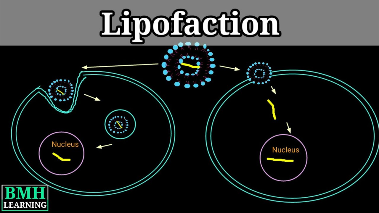 Lipofection | Liposome Mediated Transfection | Liposomal Transfection ...