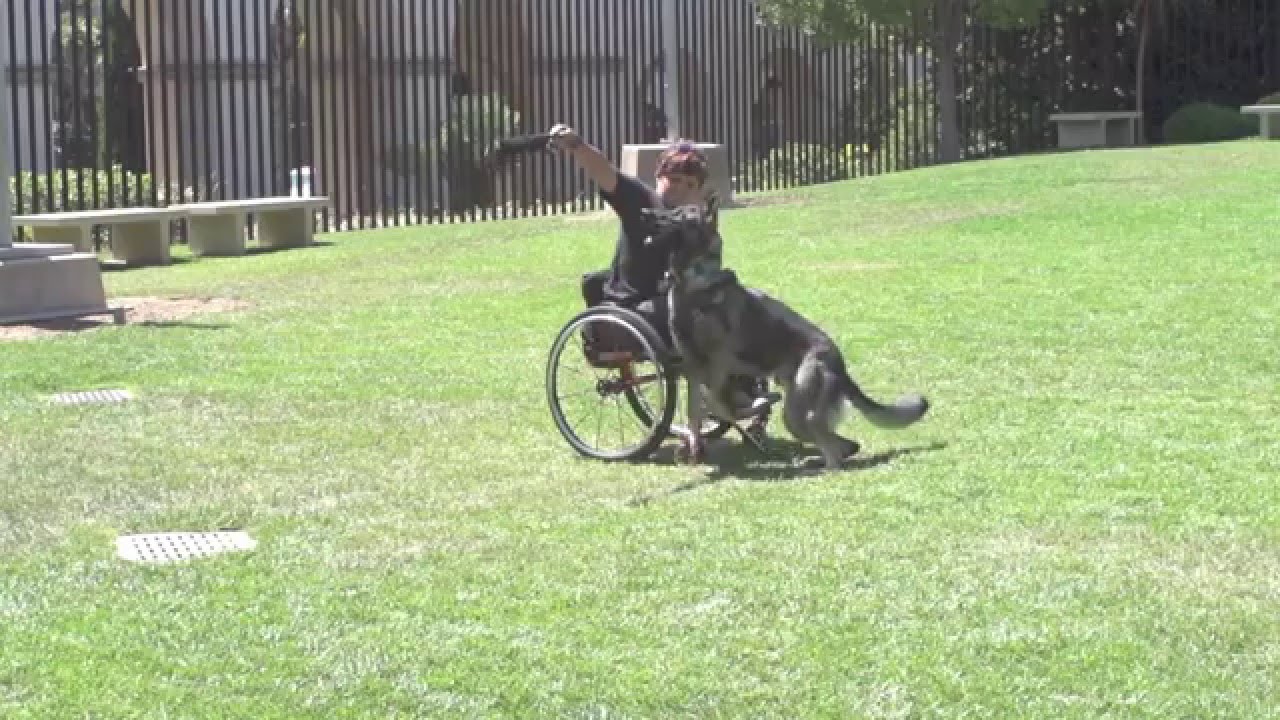 Amazing German Shepherd Pushes Wheelchair!! - YouTube