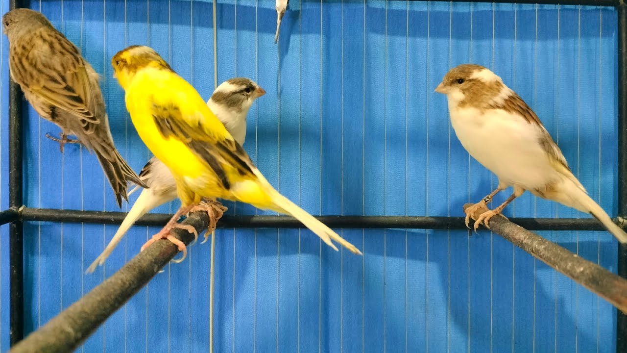 LELANG KENARI MATERI MEWAH HARGA KAKI LIMA - YouTube