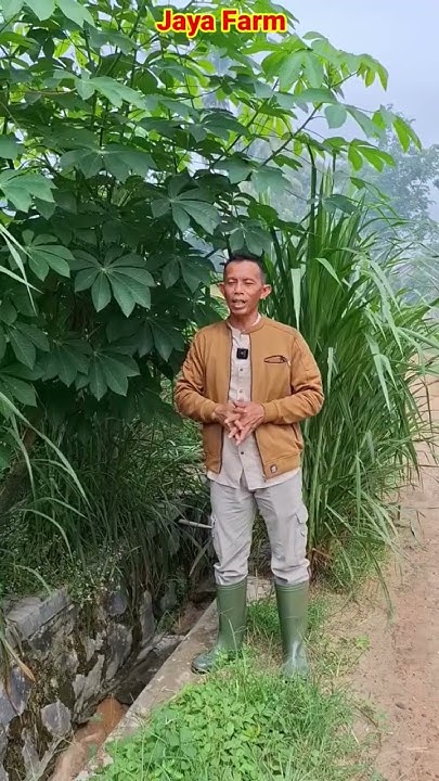 Cara agar daun singkong karet bisa diberikan pada ternak - YouTube