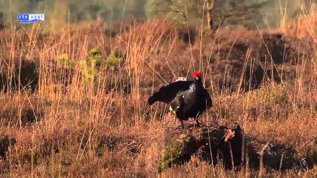 De korhoen, RTV Oost - Natuurmonumenten 2015 - YouTube