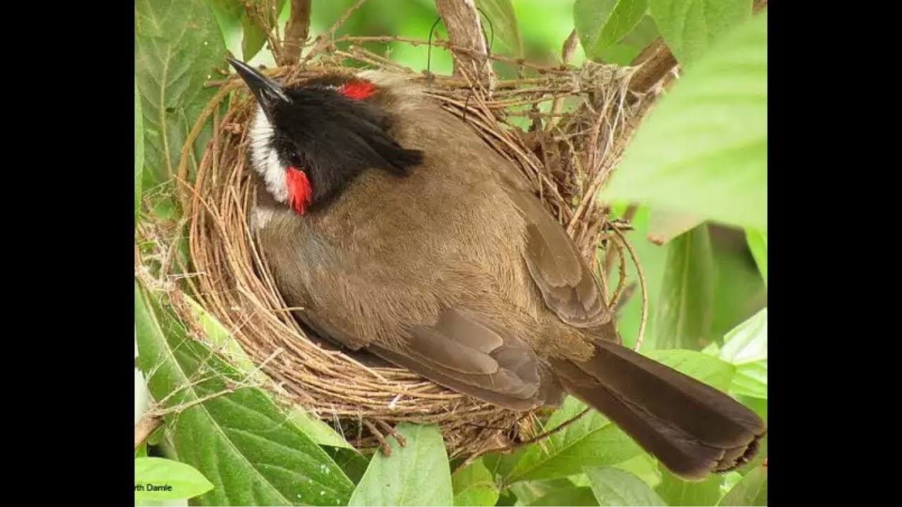 Bulbul (बुलबुल) made a nest for the third time in my garden ...