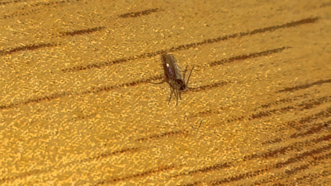 Extremely tiny winged insect - YouTube