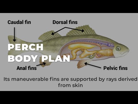 Perch Body Plan #biology