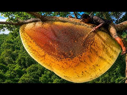 Harvesting Giant Wild Honey from a Massive Tree High in the Forest