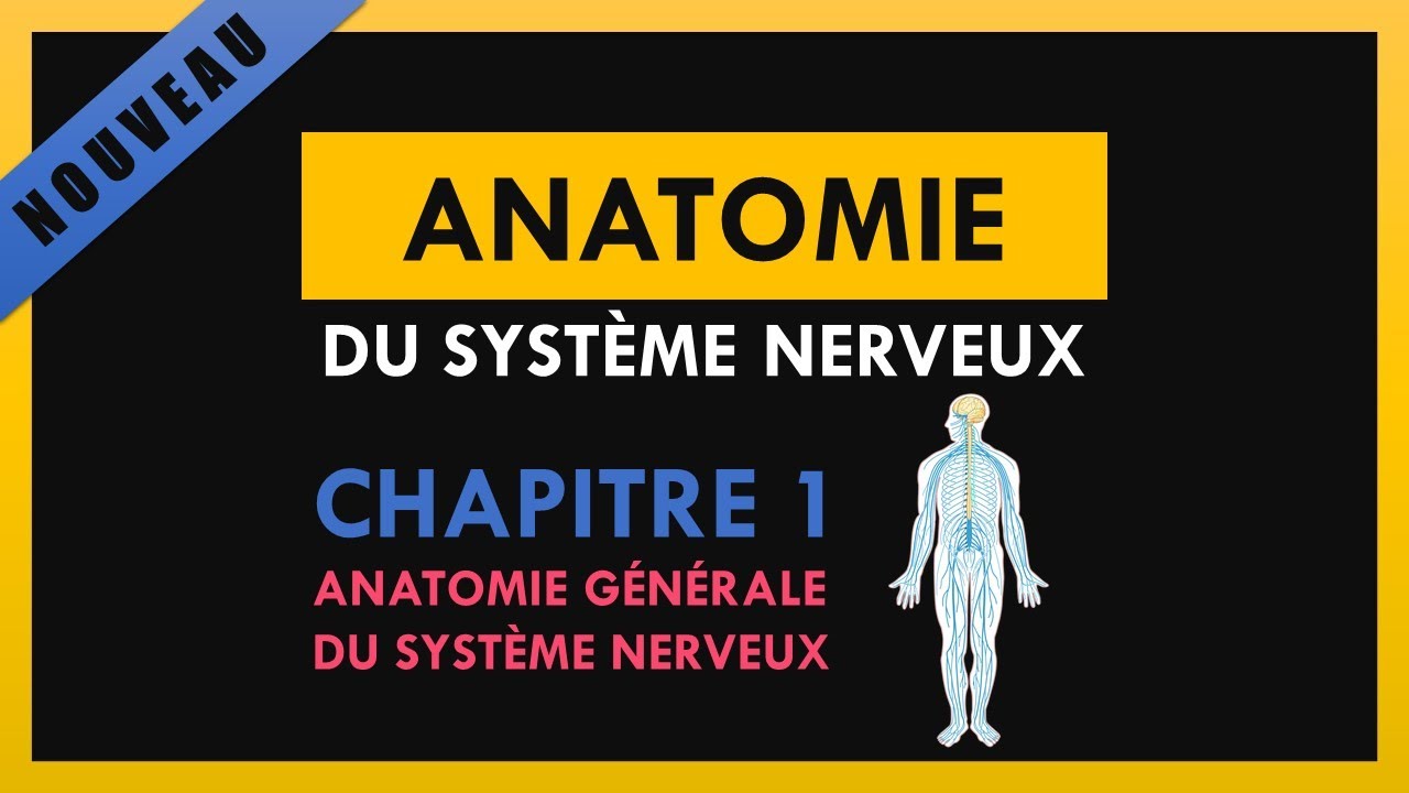 Anatomie Du Système Nerveux - Chapitre 1 - Anatomie générale du système ...