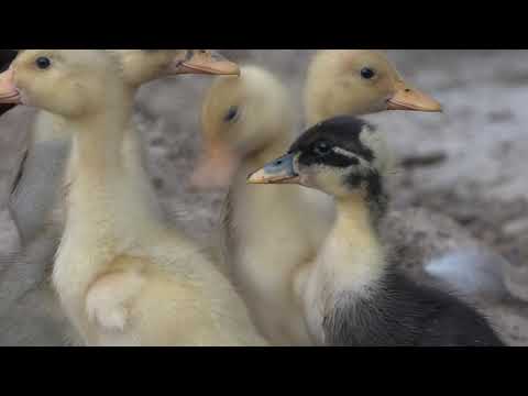 Gürk Ördek ve Yavruları -  Anne Ördek ve Yavruları - Ördek Yetiştiriciliği
