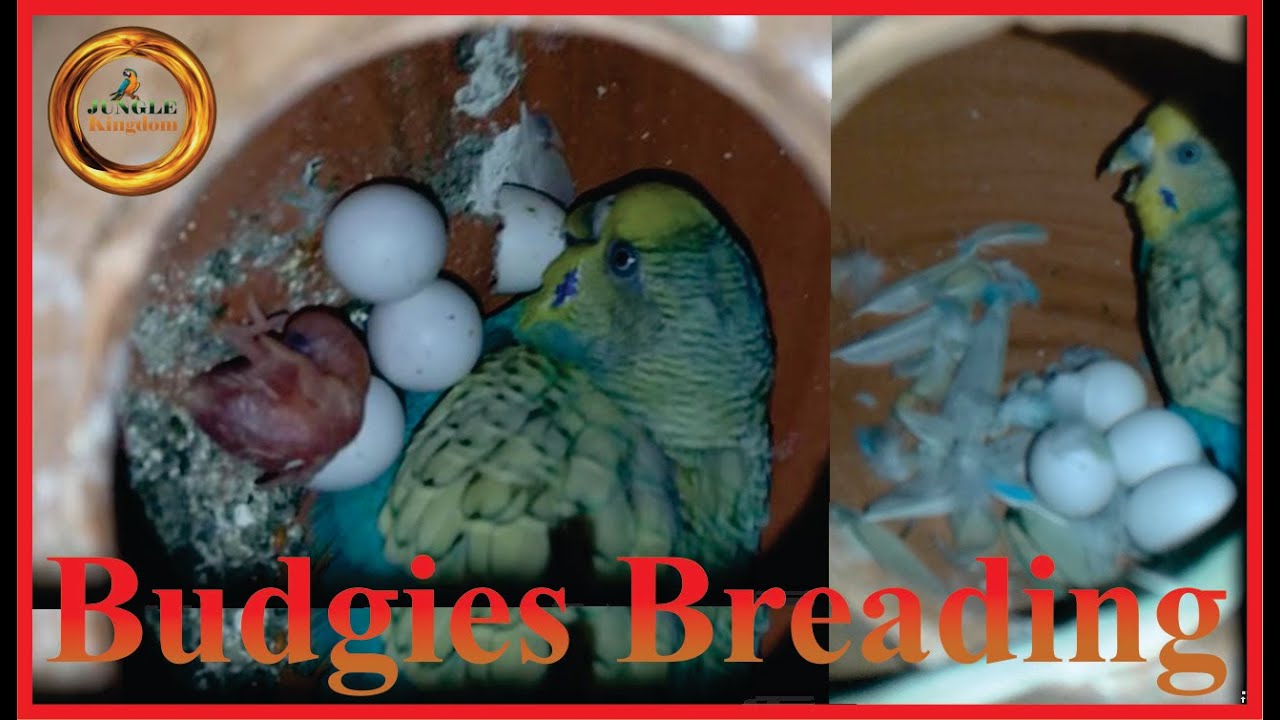 Budgies Breeding | Spangle Female Budgie Breeding Progress | Episode 1 ...