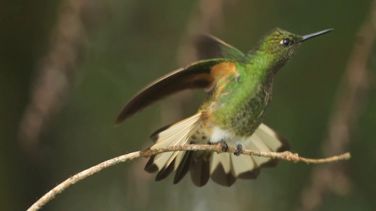 Buff-Tailed Coronet (Boissonneaua flavescens) - YouTube