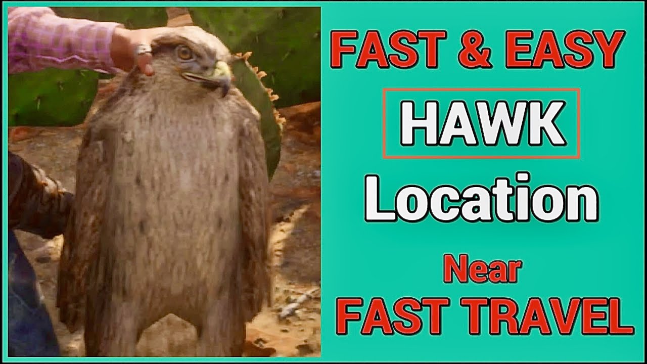 Fast & Easy Hawk Location - YouTube