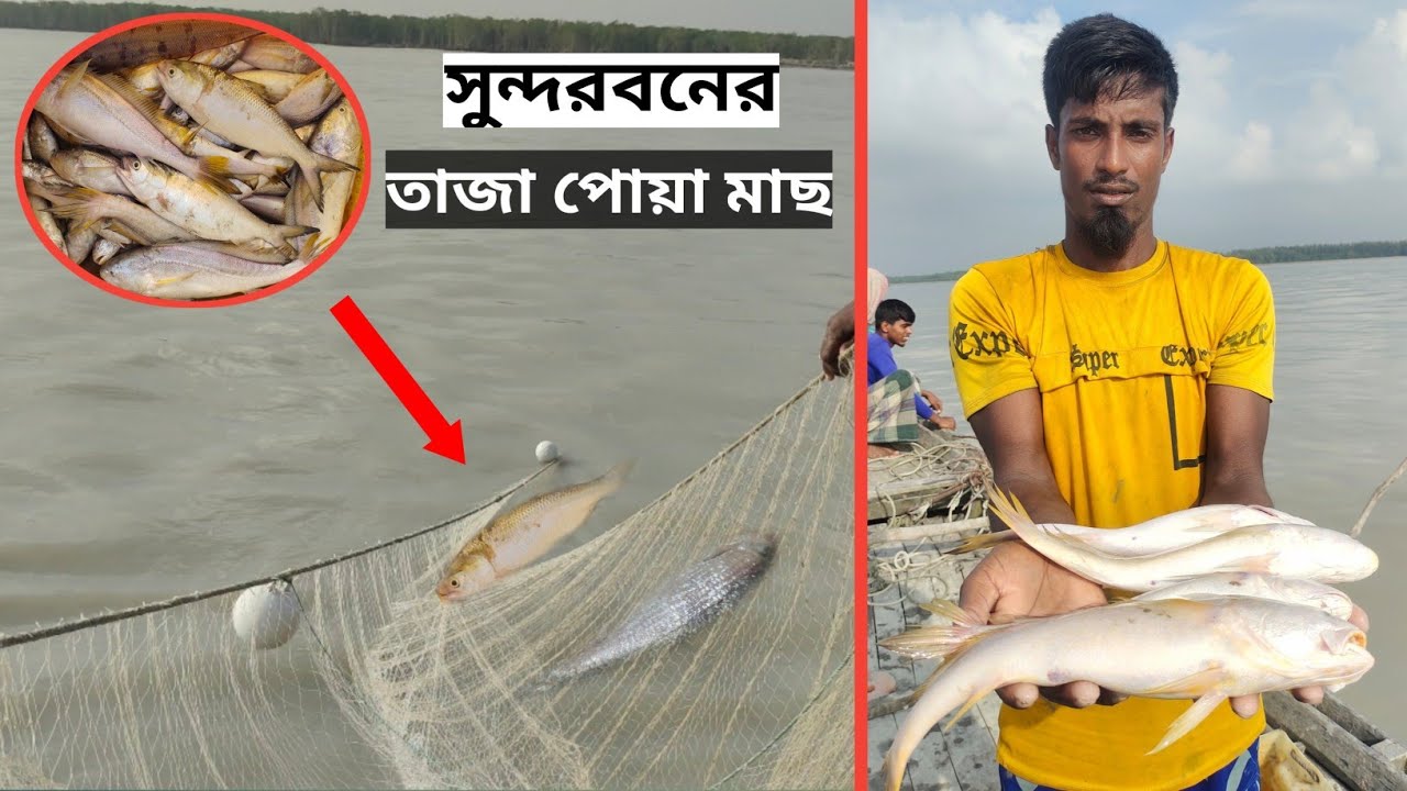 সুন্দরবনের তাজা পোয়া মাছ । Fishermans Life | Sundarban | MH Fishing BD ...