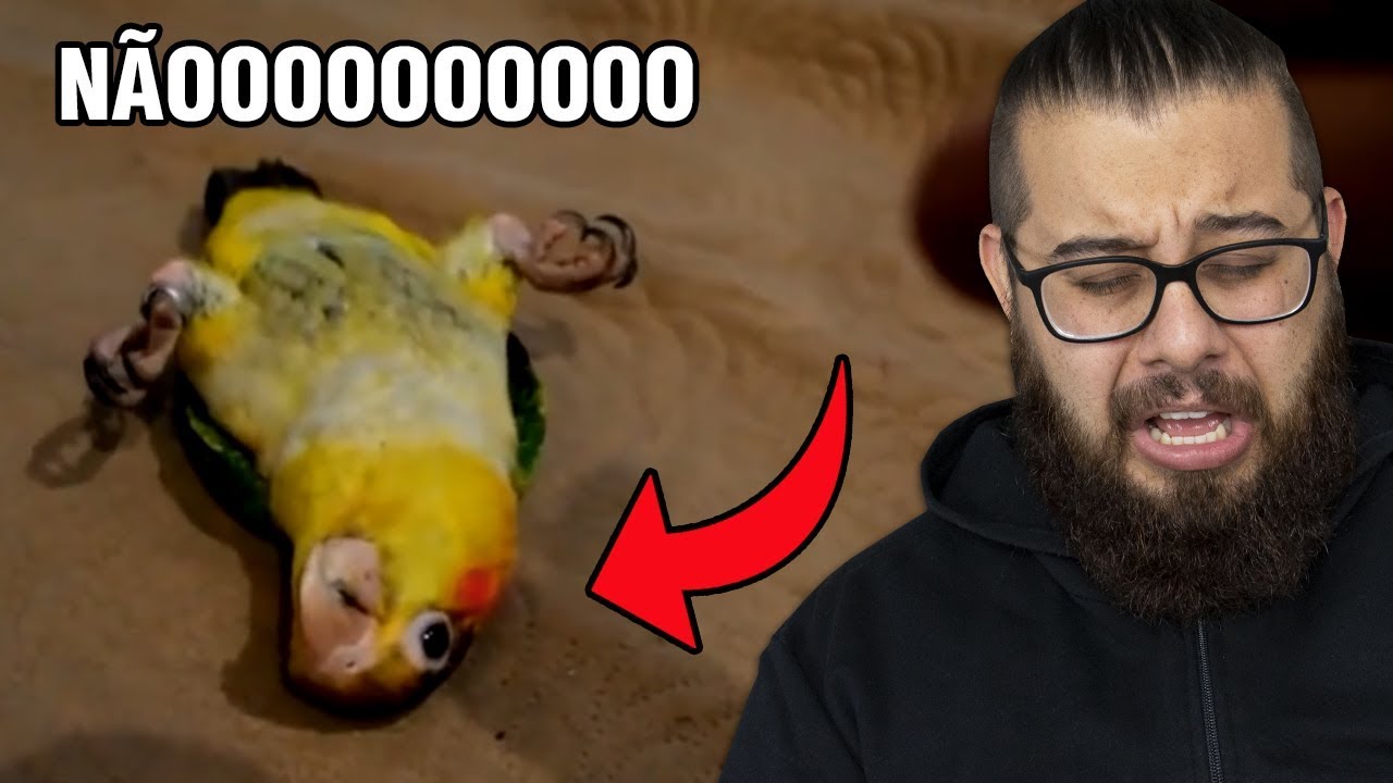 Animais MUITO engraçados que vão MUDAR o seu dia - YouTube