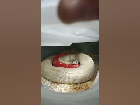 Bowl warping and soaking of my female ball python. Building follicles - YouTube
