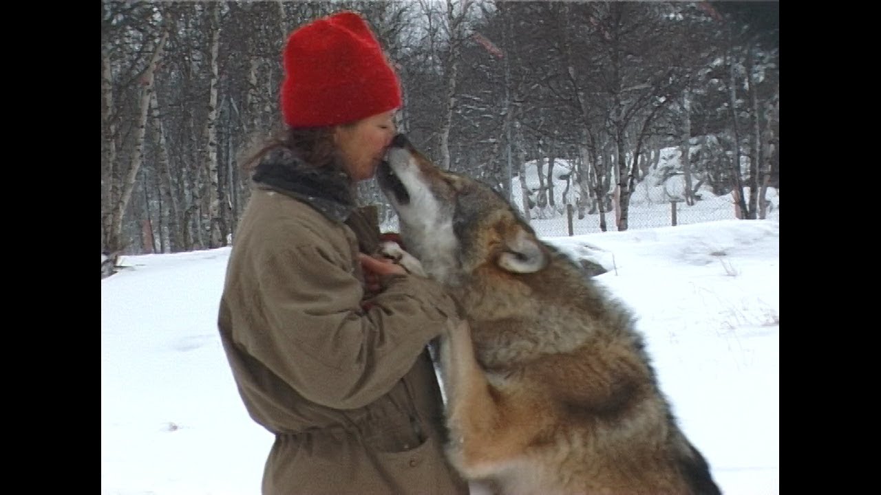 ASK og EMBLA på Langedrag 2001 - Feeding wolf from her mouth. - YouTube