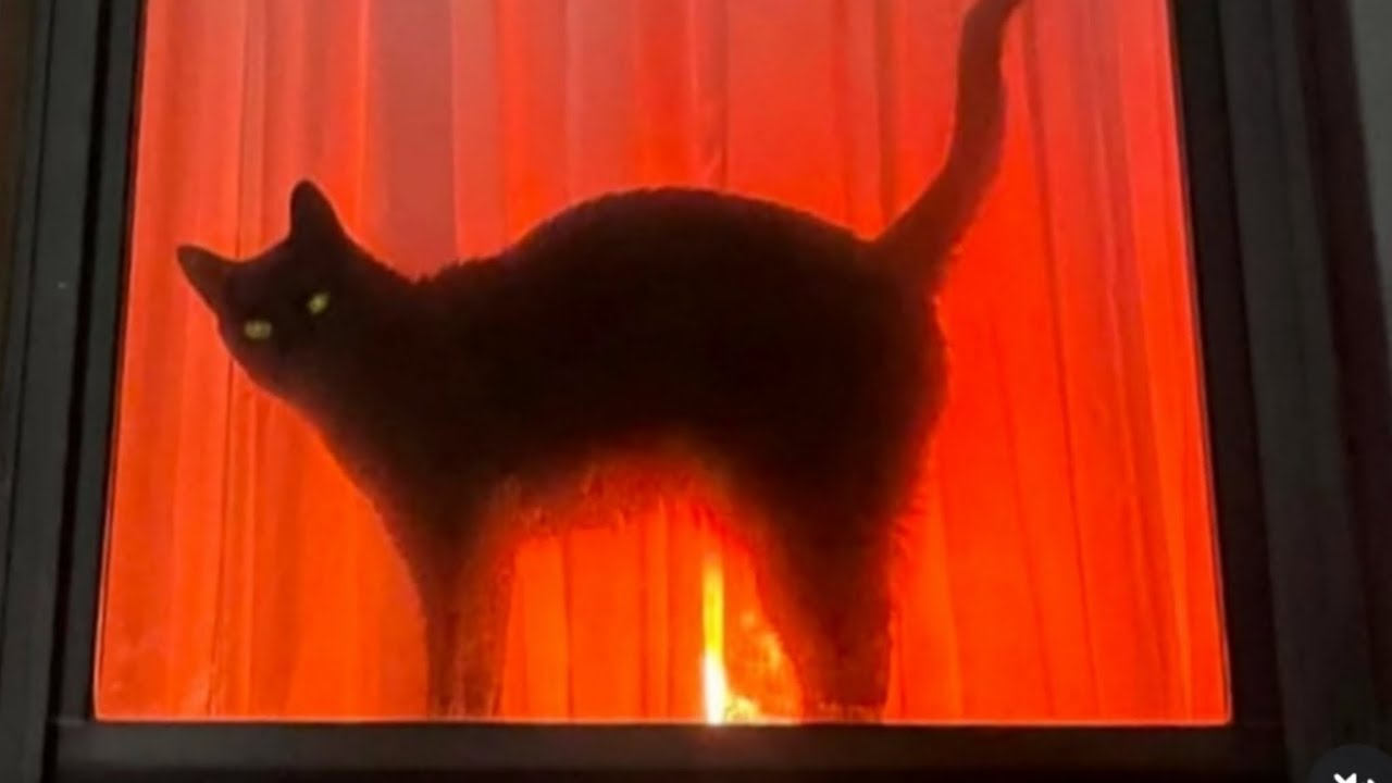 The Real Story Behind "Evil Larry - YouTube