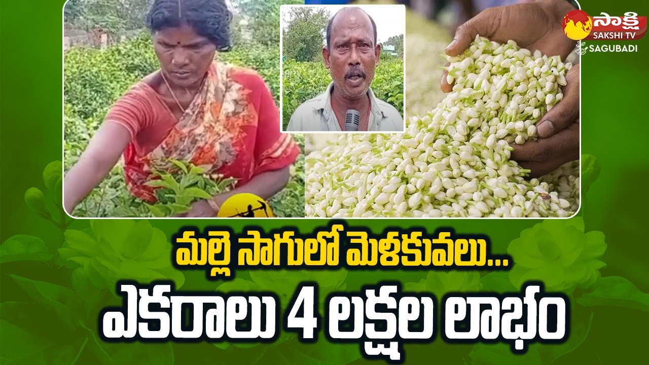 Jasmine Cultivation | Farmer Earns Rs. 4 Lakh Per Acre By Using Natural ...