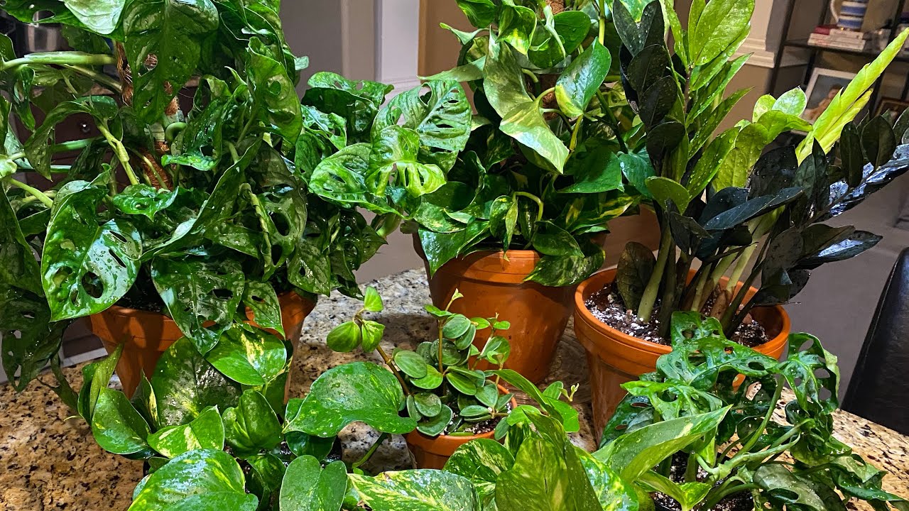 Houseplant Chores | Soil Mixed | Clean & Reuse Terracotta Pots | Repot ...