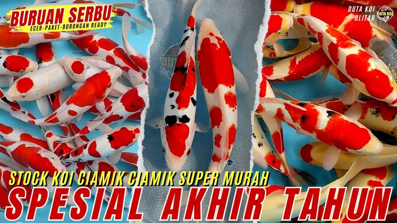 SPESIAL AKHIR TAHUN!! STOCK KOI KOHAKU SANKE CIAMIK SUPER MURAH!! ECER-PAKET-BORONGAN READY ...