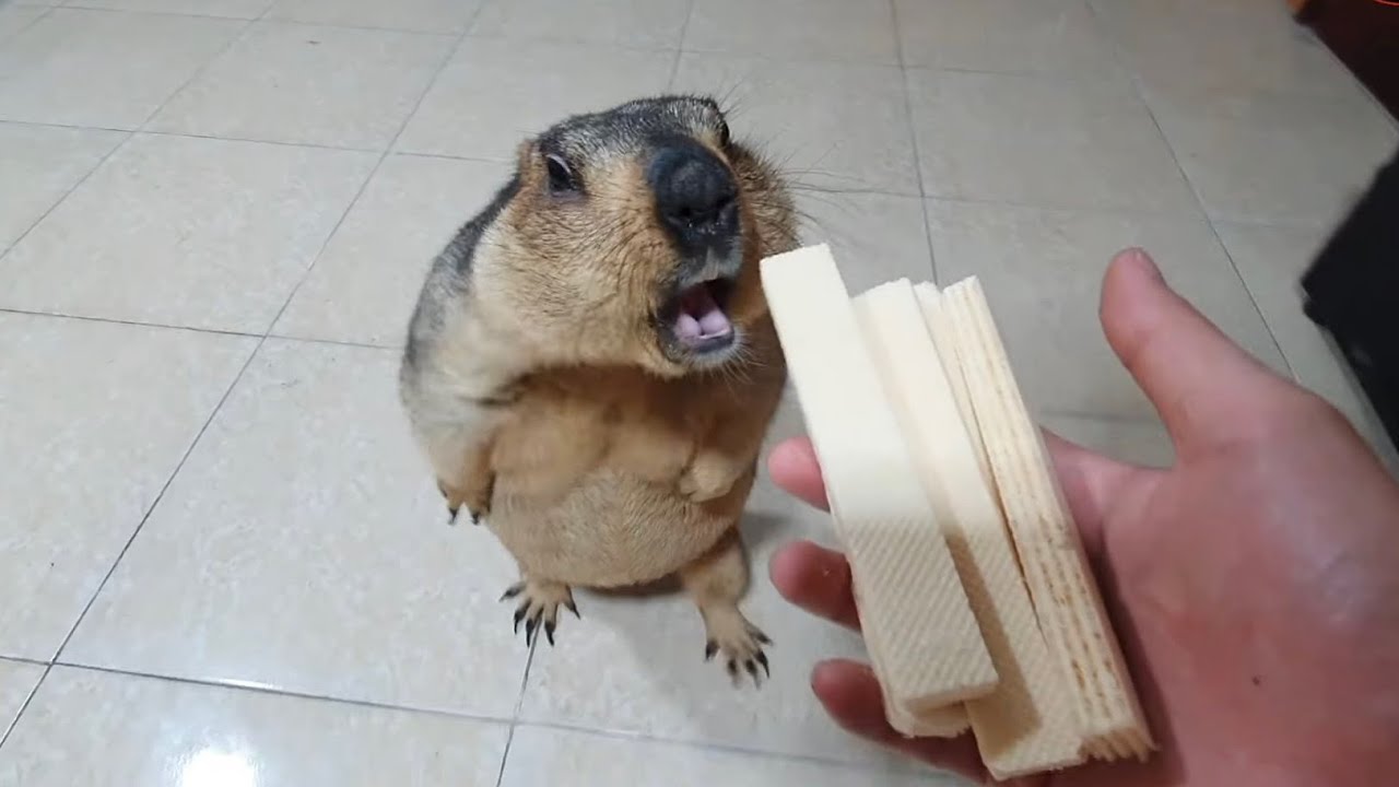 Funny marmot walked over when he saw the porous cake - YouTube