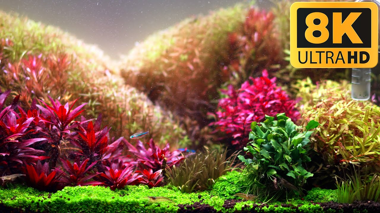 Planted Aquarium Turned Into Dutch Style Aquascape - YouTube