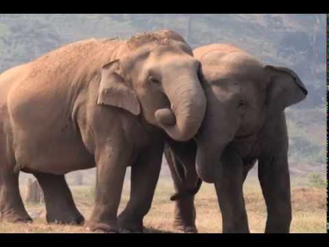 Elephant Sanctuary Brazil Informational Video - YouTube