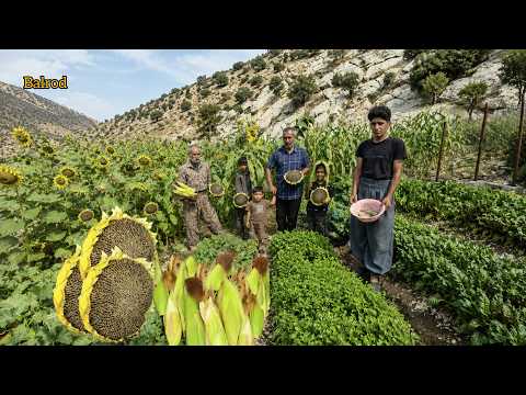 🌻🌽 Göçebe organik hasadın sırrı; Kanada ayçiçeklerinden Meksika mısırına🌻🌽