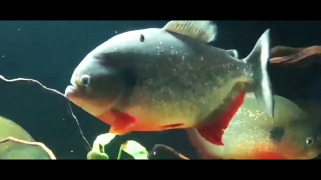 Piranha Fish 150 gallons tank live Feeding - YouTube