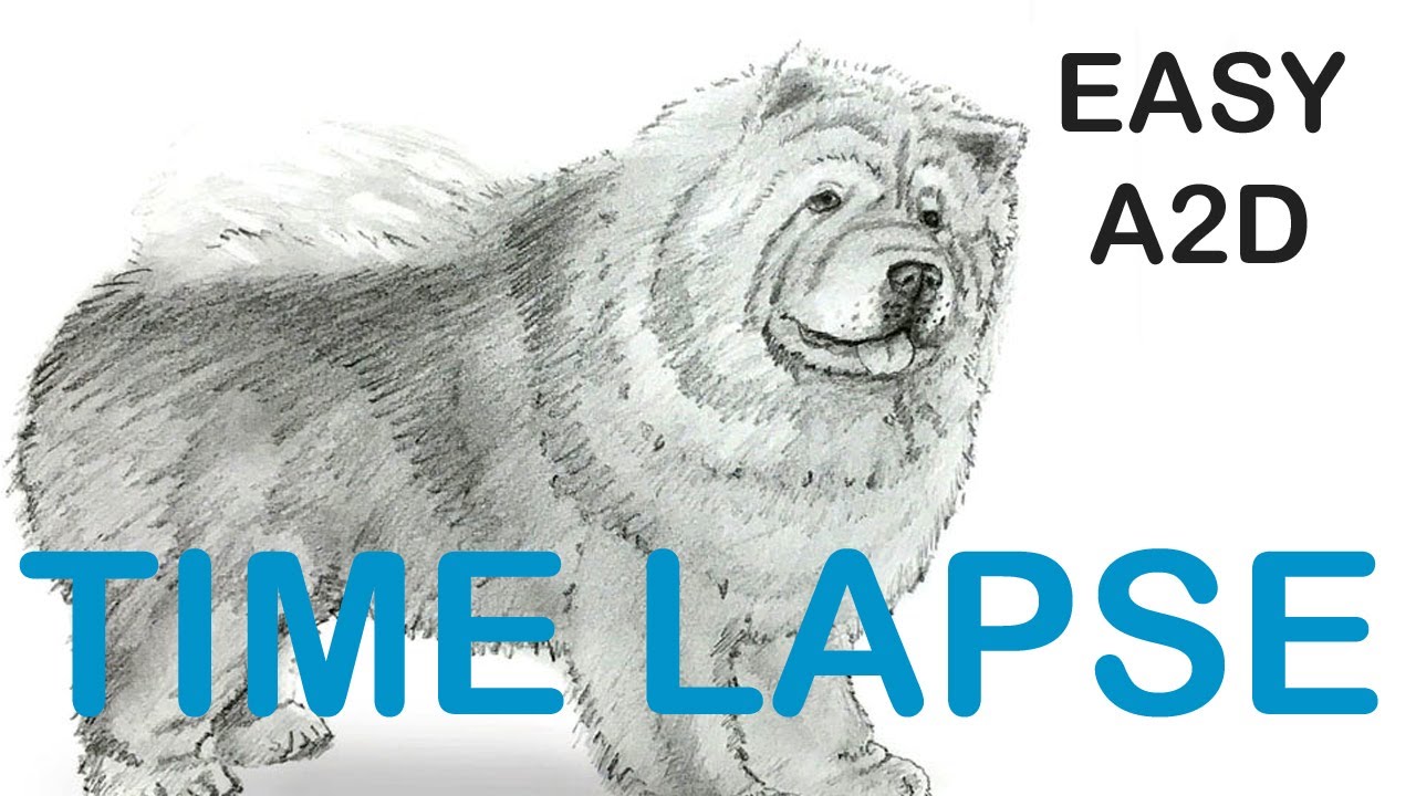 How to Draw a Chow Chow dog (time lapse) Step by Step - YouTube