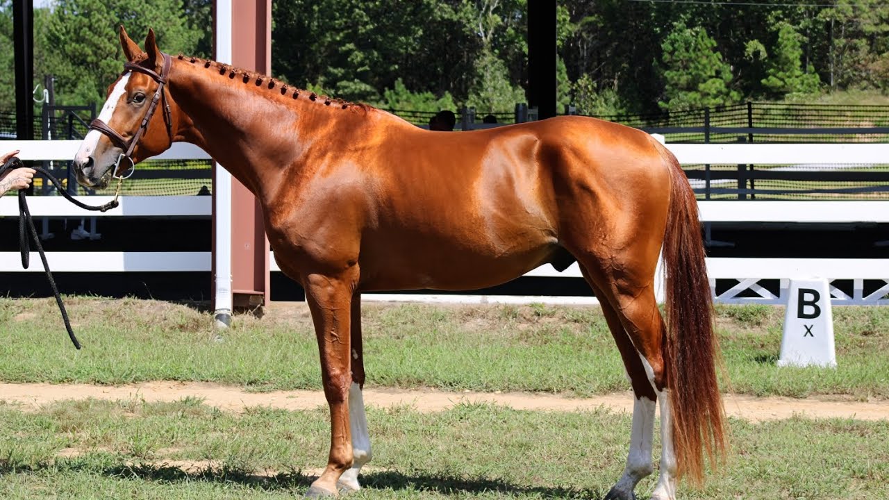 Reve de Nuit(Nuit d'emerald x Voltaire) 2021 Stallion - YouTube