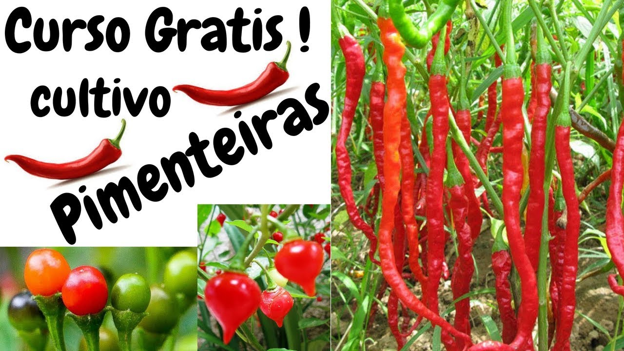 AULA 2 Curso Como Cultivar Pimentas em Vasos VÍDEO LONGO - YouTube