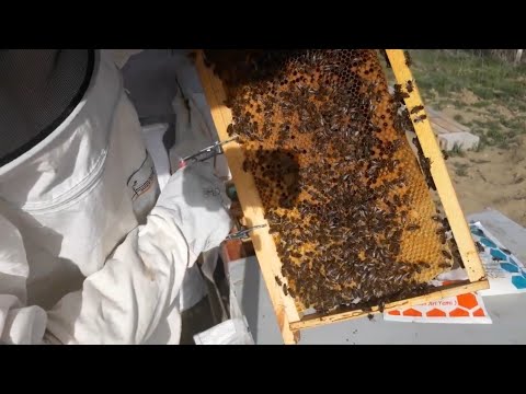 ANA ARI  BAHARIN HANGİ BETEĞE DAHA ÇOK YAVRU ATAR 27 NİSAN 2022 ANKARA