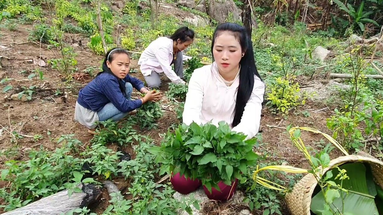 Mus des zaub iab toj siab qab laj siab heev lis - YouTube