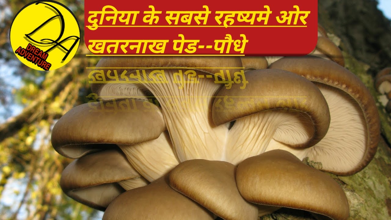 possumwood fruit blast video possumwood tree non veg plants Can ...