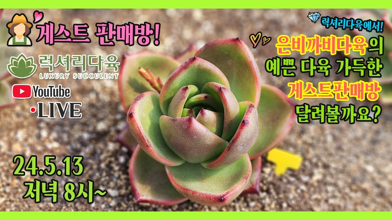 럭셔리다육 첫 게스트 소개방송 은비까비다육 의 예쁜 다육이들 보러오세요🥰🥰 5월 13일 럭셔리다육 다육이 실방에