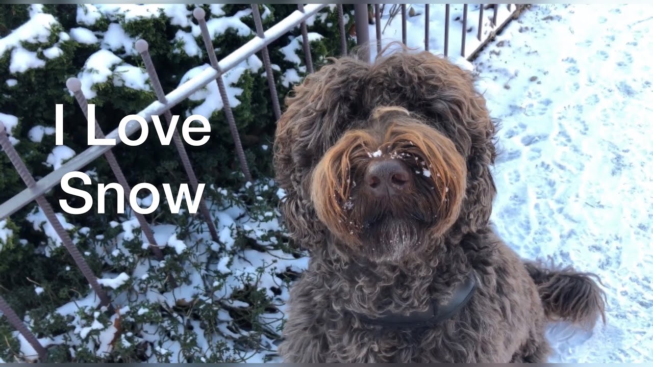 Bowie Labradoodle Walking On Cold Winter snow Days - YouTube