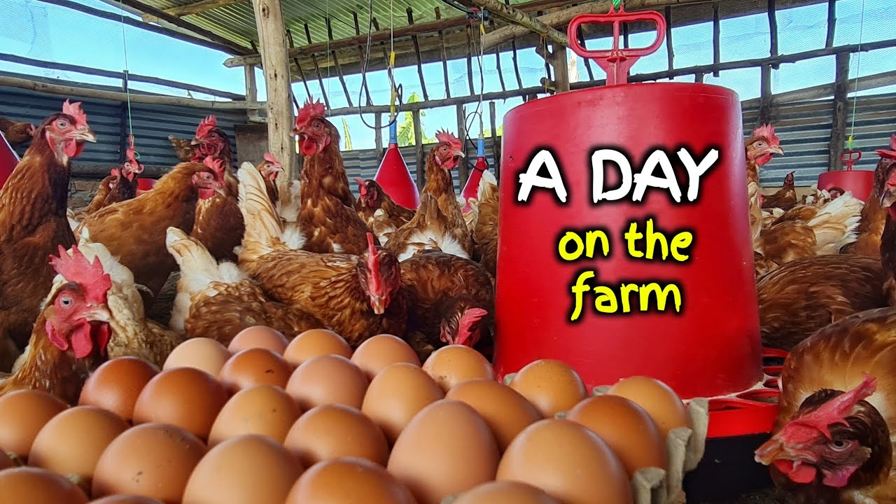 A Day on Our Chicken Farm - YouTube
