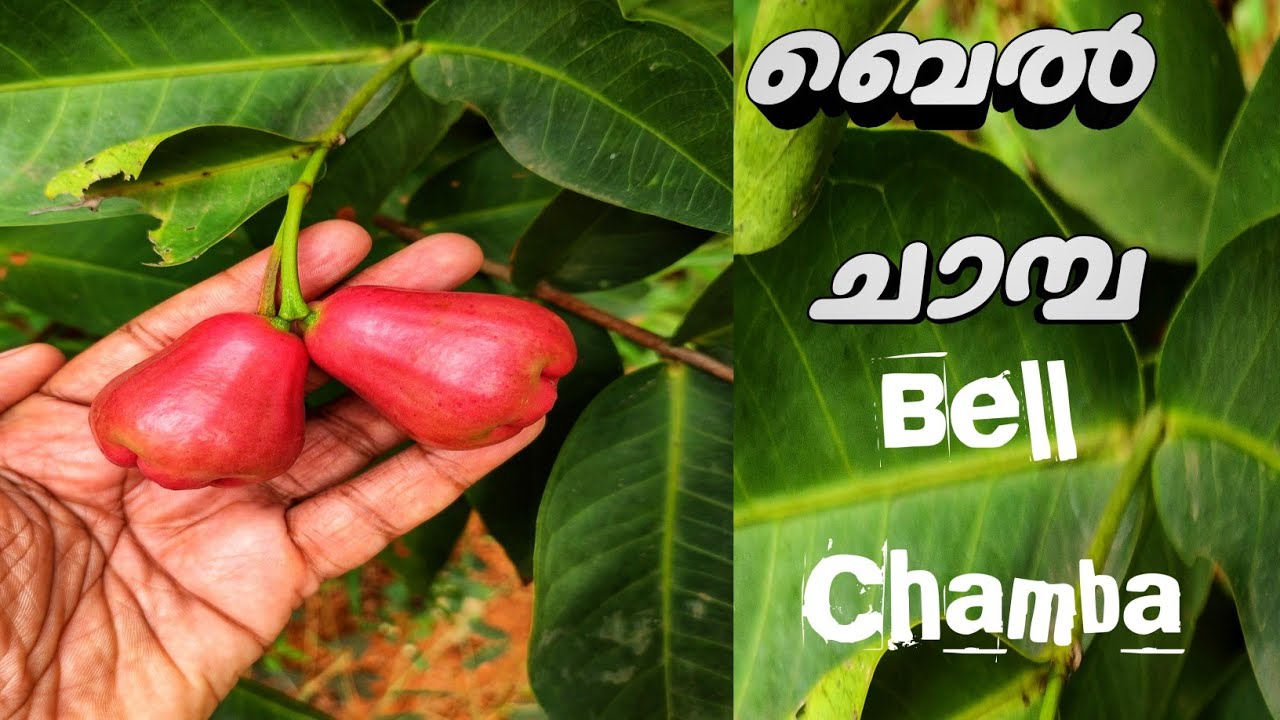 വീട്ടുവളപ്പിലെ ബെൽ ചാമ്പ/ Bell Chamba /#naturelovers #fruitgarden - YouTube