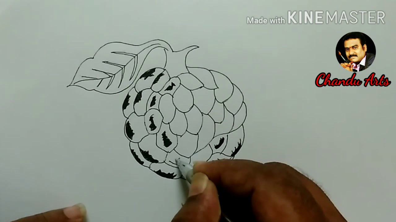 How to Draw Custard Apple#fruits#chandu arts# - YouTube