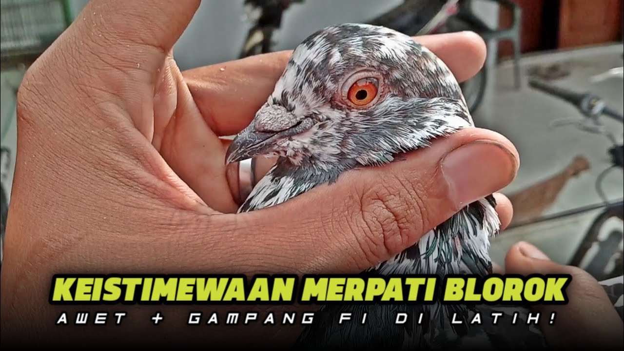 KEISTIMEWAAN MERPATI WRANA BLOROK‼️ - YouTube