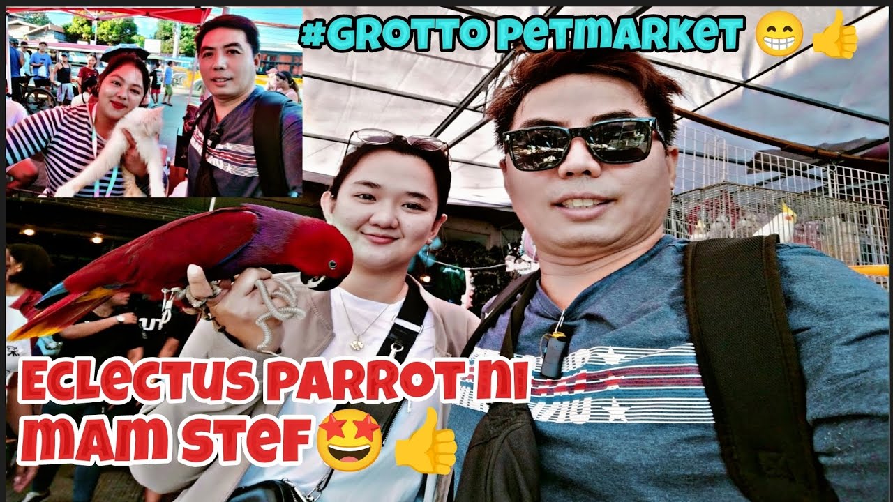 #grotto petmarket#Eclectus parrot ni mam stef Ang Gonda👍#persian cat ni ...