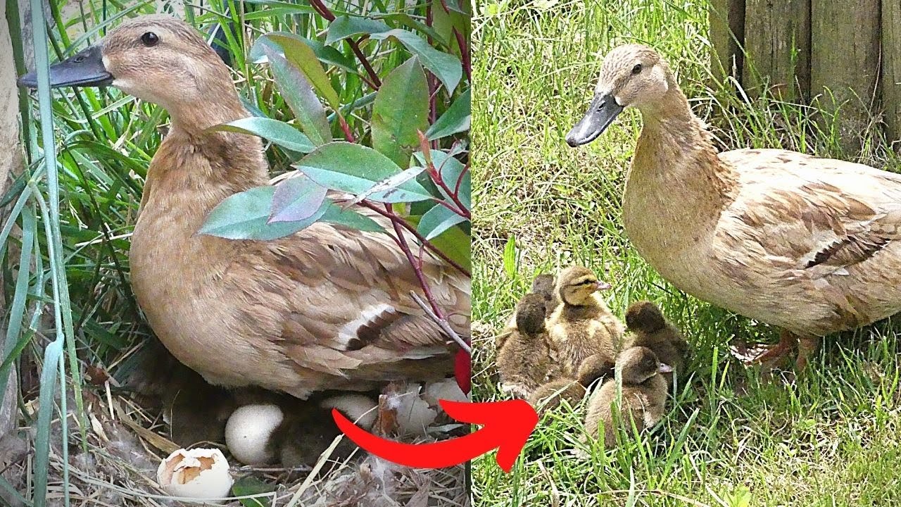 Como Hacer que Un PATO INCUBE Sus HUEVOS Fácilmente 5 Consejos 🥚 🐣 ...