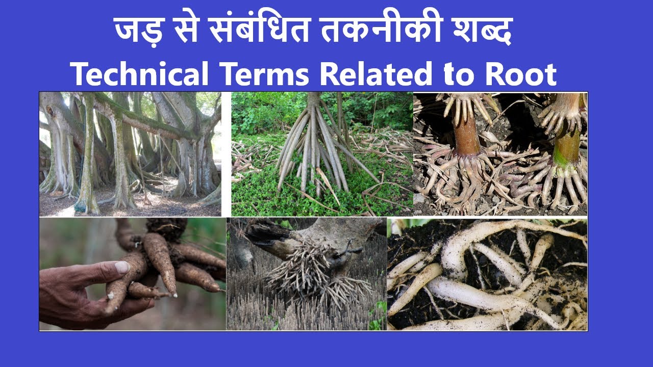 Technical terms related to roots || Plant roots ||Types of Root ...