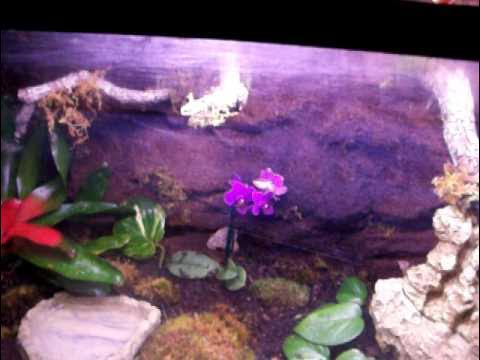 green tree python cyclops - YouTube