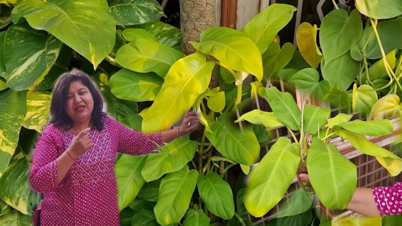 How to Grow and Care for Philodendron Ceylon Golden || Beautiful ...