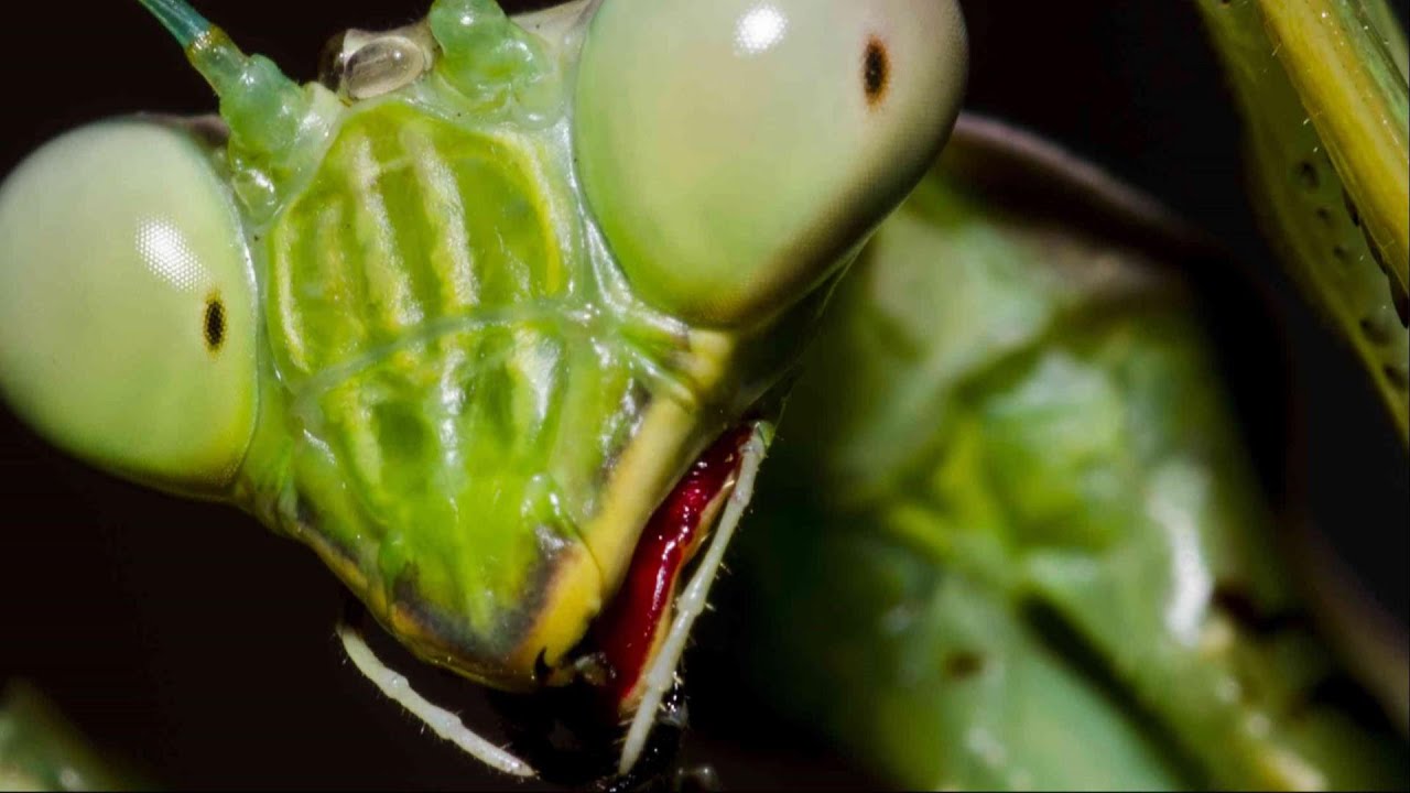 metal mating behavior of the female mantis - YouTube
