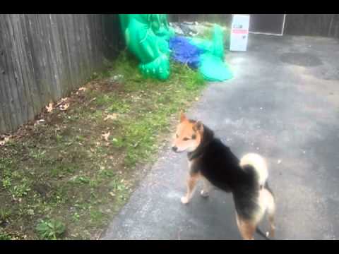 Shiba inu barking - YouTube