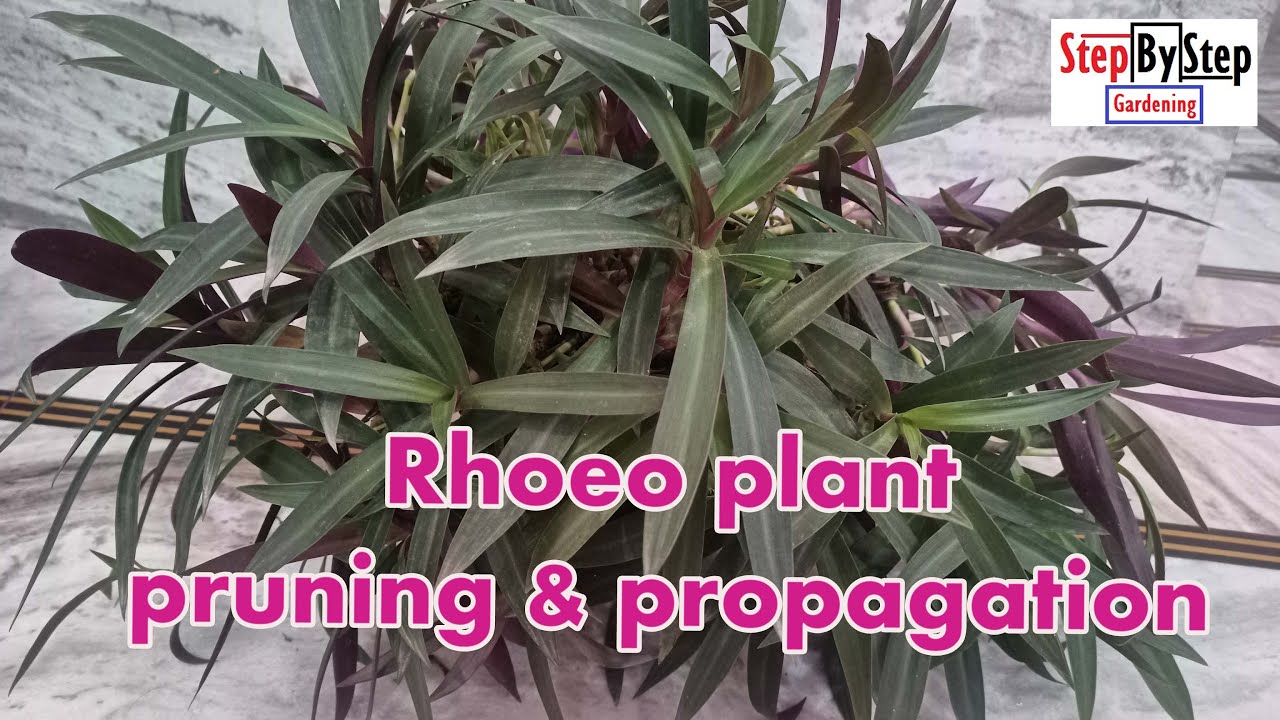 How to prune Rhoeo plant and propagtaion - YouTube