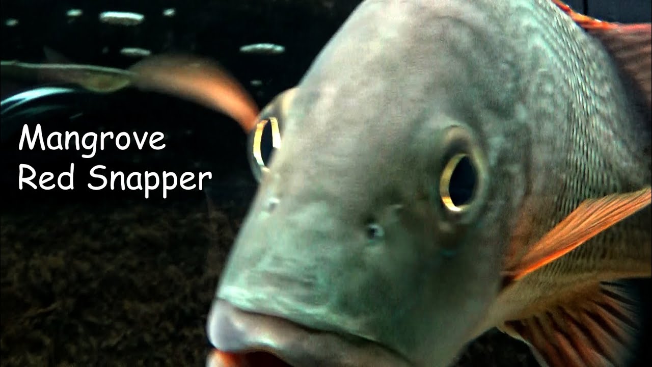 Mangrove Red Snapper - YouTube