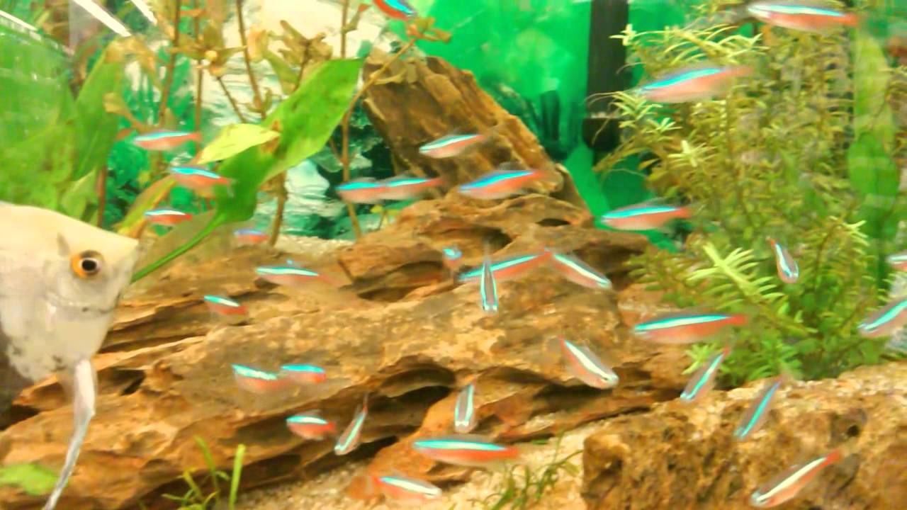 Neony czerwone.Piekne małe rybki akwariowe.Paracheirodon axelrodi - YouTube